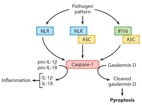 virology lecture 2 inflammation and non apoptotic cell death