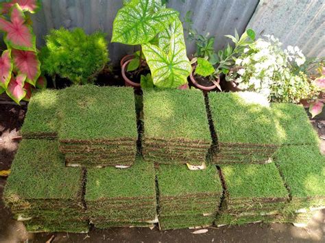 Artifical Grass For Sale In Iloilo City Philippines Facebook Marketplace