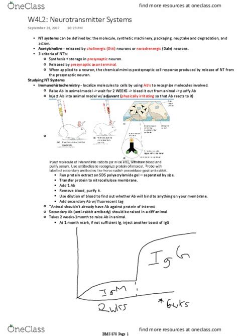 Bms 870 Lecture 5 W4l2 Neurotransmitter Systems Oneclass