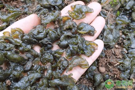 地皮菜的做法 惠农网