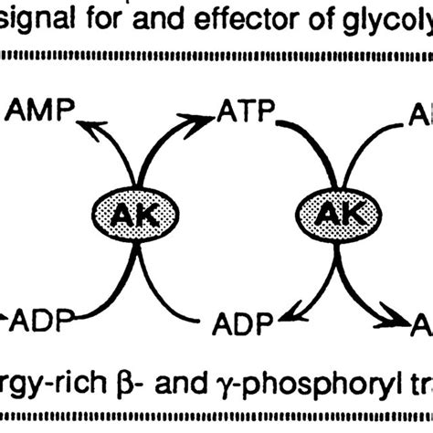 The Originally Suggested Operation Of The Adenylate Kinase Catalyzed Download Scientific