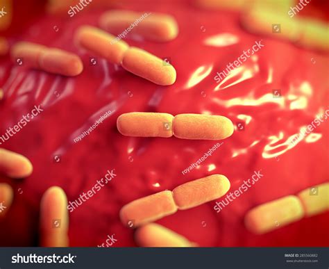 Lactobacillus Bulgaricus Microscope