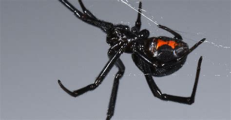 You See A Venomous Black Widow Spider These Lizards See A Snack The New York Times