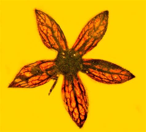 Седем цели екземпляра от цвете на 100 милиона години БГ Наука