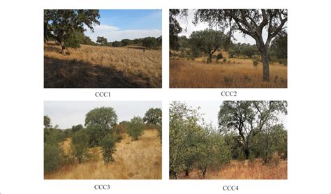 Figure Example Of A Plot Of Each Crown Cover Class Ccc Four Crown