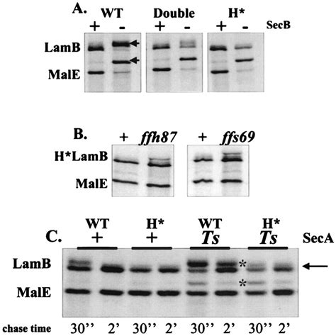 Increasing Signal Sequence Hydrophobicity Reroutes Lamb To The Srp Download Scientific Diagram