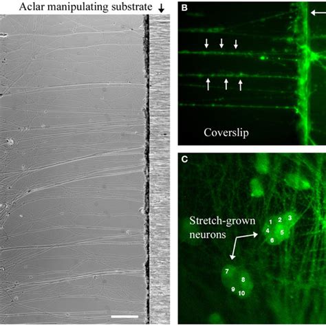 Axon Stretch Growth Methodology A Neurons Were Seeded Against Pdms Download Scientific