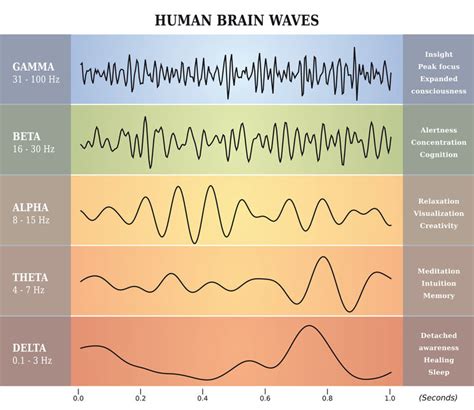 What Are Brain Waves Theta Delta Alpha Beta Brain
