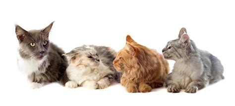 메인 쿤 고양이 프리미엄 사진