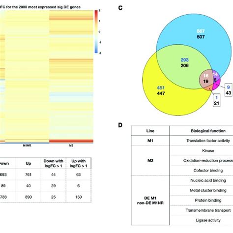 Overview Of The Data From Our Transcriptomics Analysis A A Heatmap