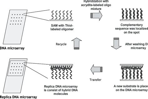 Figure 2 From Fabrication Of Replicated Dna Microarray Using Polyacrylamide Gel Semantic Scholar