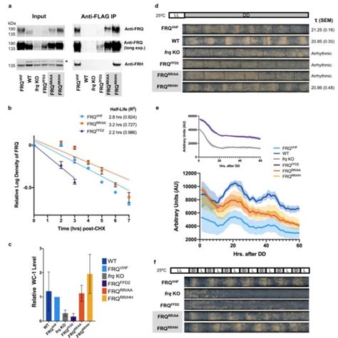 In Vivo Mutation Of The Locate Identified Hotspot Leads To A Loss Of