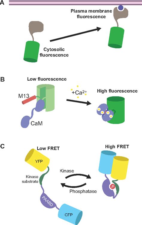 Figure 1 From Genetically Encoded Molecular Probes To Visualize And