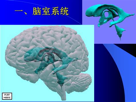 脑池的断面解剖图ppt课件