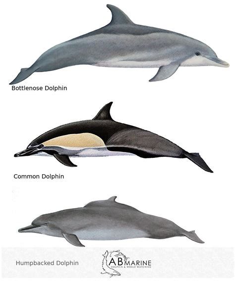 Dolphin Species Chart
