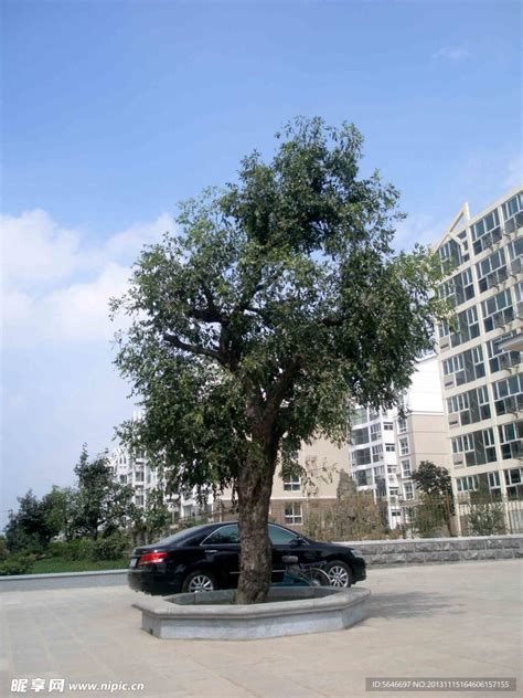 枣树摄影图 风景名胜 自然景观 摄影图库 昵图网