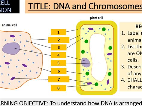 Bbc Bitesize Gcse Biology Dna And Cell Division