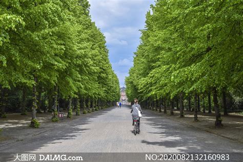 大学校园里的林荫道路摄影高清图片 大图网图片素材