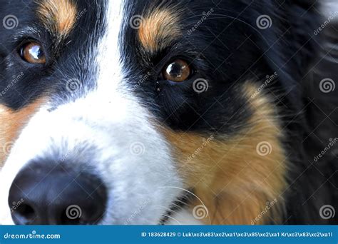 Dog With Brown Eyes Stock Image Image Of Hair Colorful 183628429