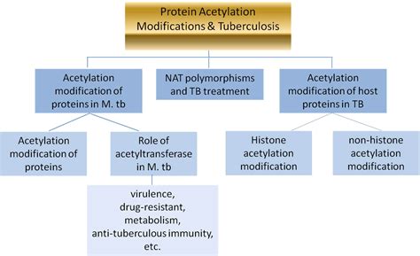 Frontiers The Role Of Mycobacterium Tuberculosis Acetyltransferase