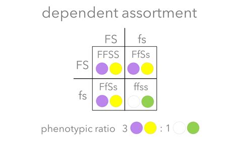 Law Of Independent Assortment Definition