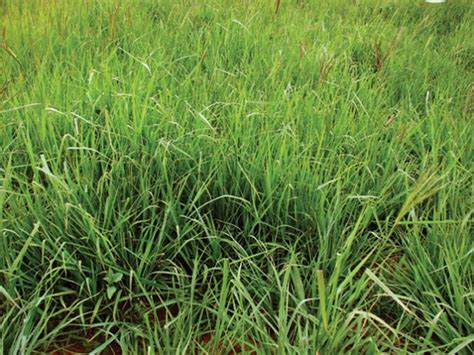 Integrated Crop And Pasture Based Livestock Production Systems Part 3