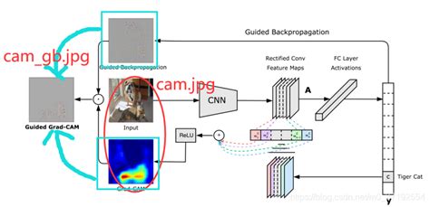Pytorch Gradcam 热力图 特征可视化 Guid，权重的计算过程，github 地址，可视化地址gradcam 权重计算