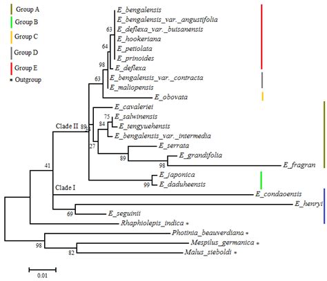 Maximum Likelihood Strict Tree Illustrating The Phylogeny Of The Genus