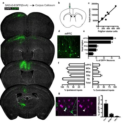 neuronal inputs to callosal opcs arise from functionally interconnected