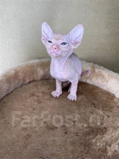 Котята Свинкс в наличии Цена 15 000₽ во Владивостоке