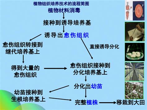 植物体细胞杂交技术 2013ppt 共28张ppt Word文档在线阅读与下载 无忧文档