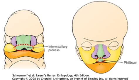 Maxillary Process