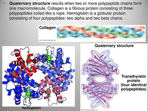 Chapter 5 The Structure And Function Of Large Biological Molecules Ppt Download