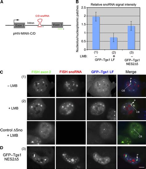 Nucleoplasmic Accumulation Of Pre Snorna Following Crm1 Inhibition Or Download Scientific