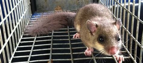 Glis Glis Removal Pest Control