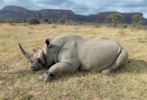 Rouxcel Technologies Saving The Survivors