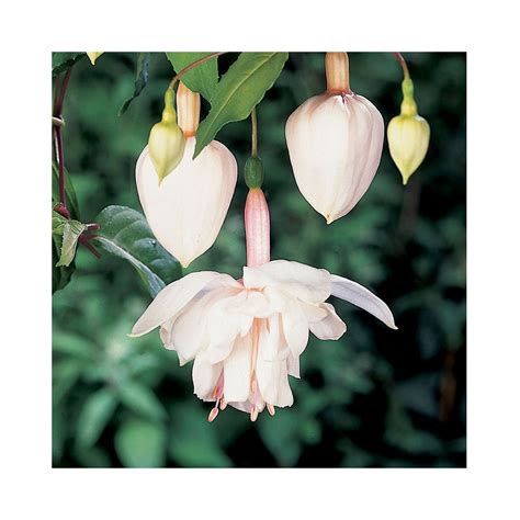 Trailing Fuchsia Pink Marshmallow Uk