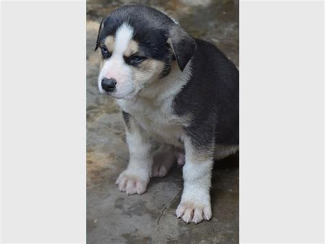 Adopt Your Furry Friend From Nigel Spca Heidelberg Nigel Heraut