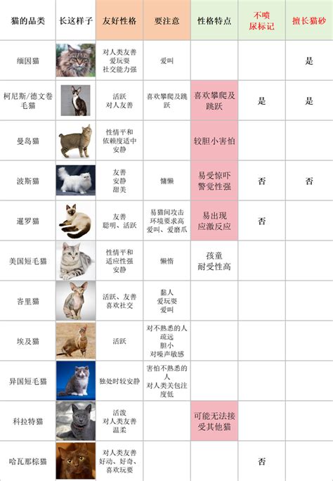新手养猫准备100天（2）： 20种猫的性格特点 知乎