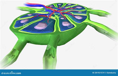 The Lymph Node Cross Section Stock Illustration Illustration Of