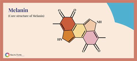 How Do Melanocytes Contribute To Skin Color
