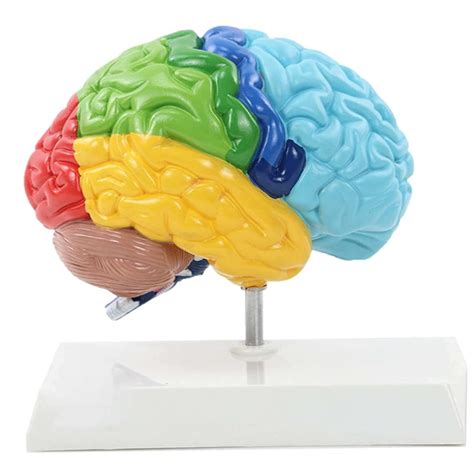 Buy Half Brain Model 11 Right Hemisphere Functional Area Anatomy Human