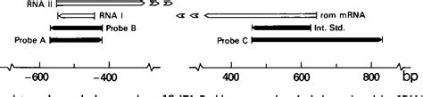 figure 1 from quantitation of cole1 encoded replication elements
