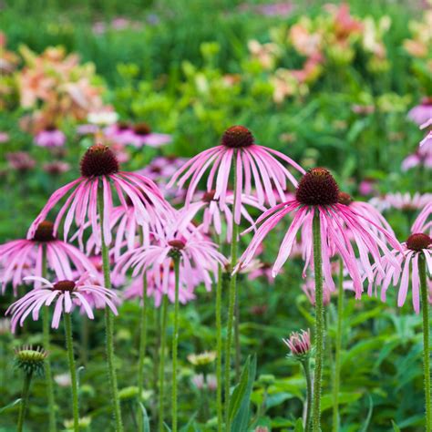Shop Echinacea Pallida J Parkers