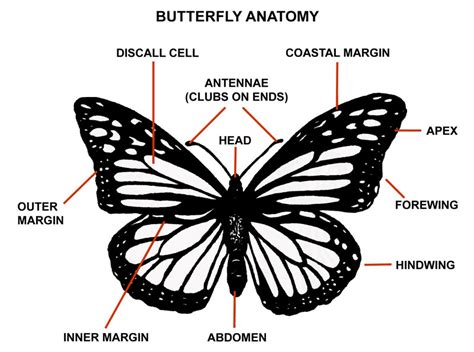 Butterfly Anatomy Biological Science Picture Directory