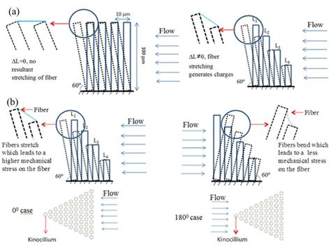 A Schematic Describing The Basic Sensing Principle Of The Biomimetic Download Scientific