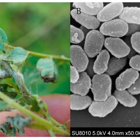 Host Larva Displaying Symptoms Of Maphgv Infection And The