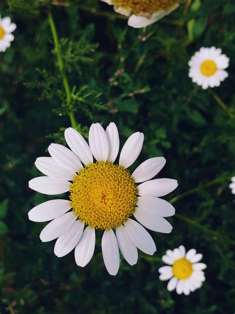 გვირილა მინდვრის მზე Yourshot Photo Contest