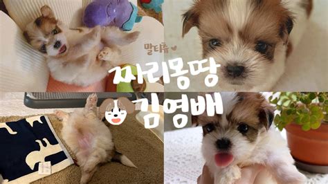 말티츄 분양받아왔어요~~ 우리집 막내를 소개합니다 ️ Youtube