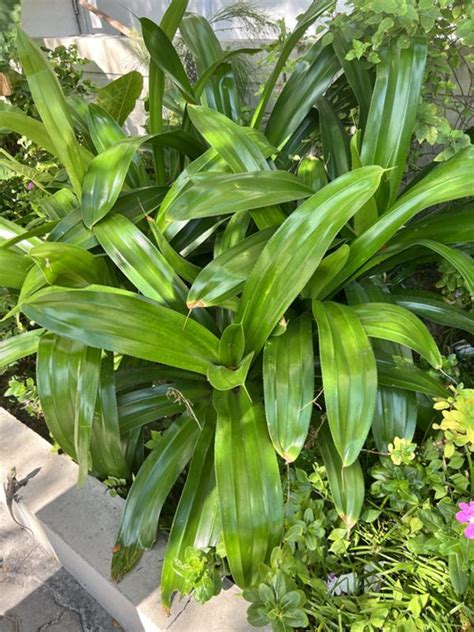 Ответы Mail Тропическое растение 2 Уважаемые определим вид